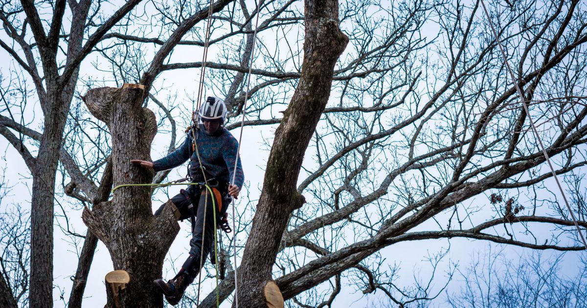 Tree Lopping Aokautere | Trusted & Affordable Tree Lopping